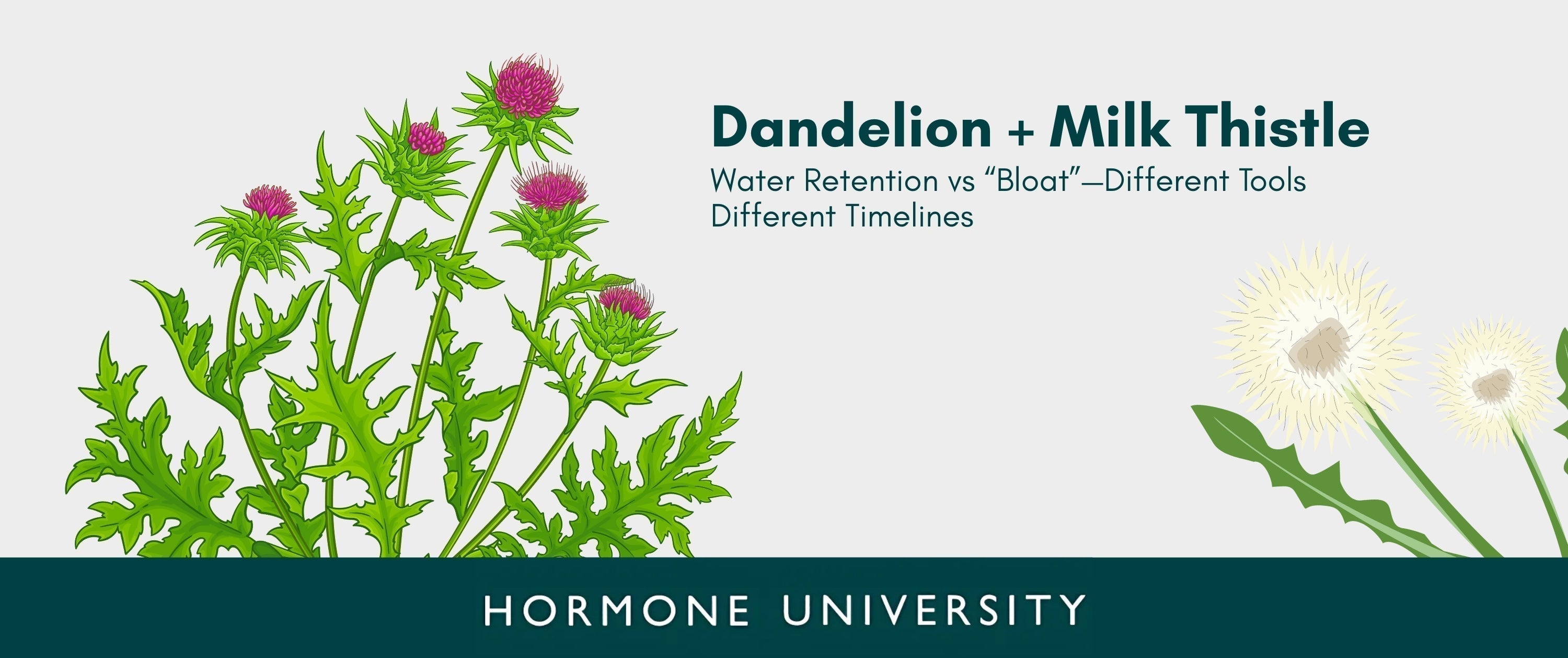 Water Retention vs Bloating: Dandelion & Milk Thistle – Glow by Hormone ...