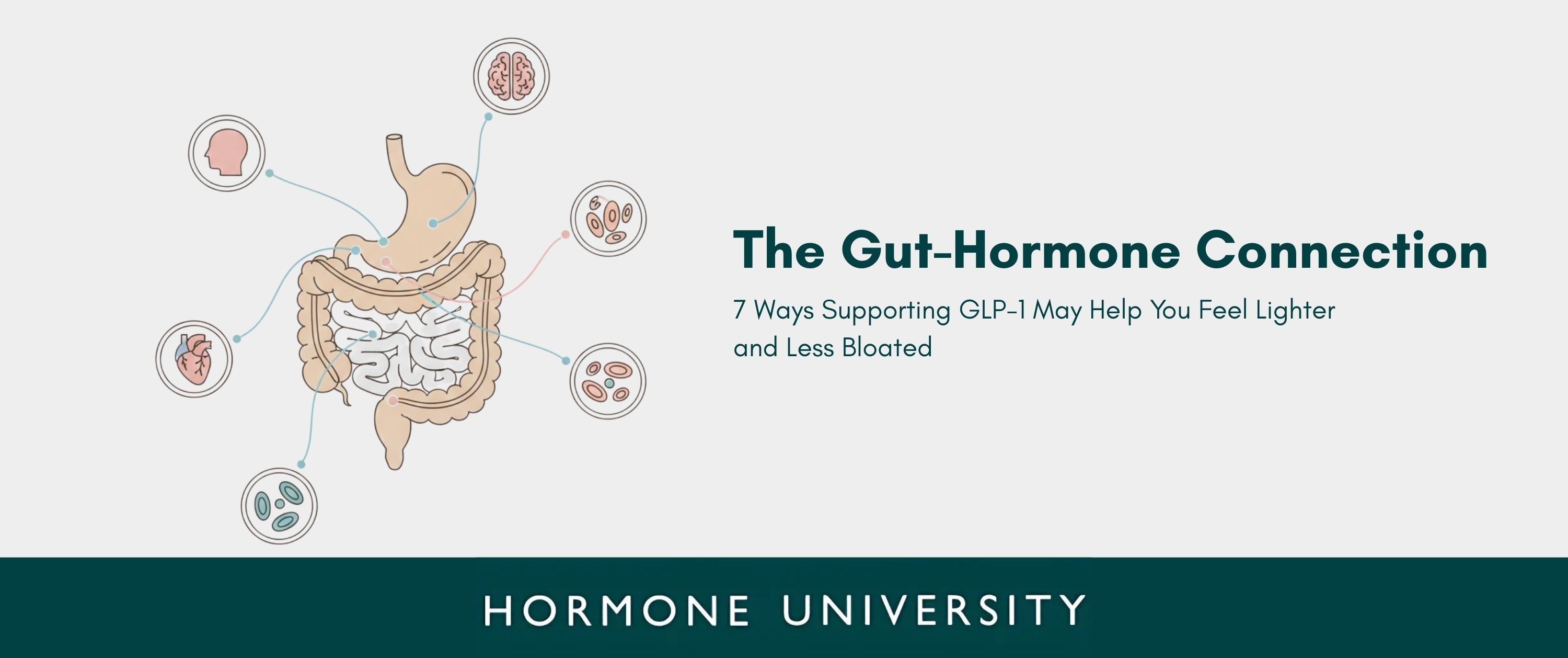 7 Ways the Gut-Hormone Connection May Reduce Bloating – Glow by Hormone ...